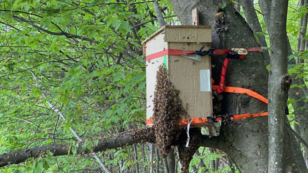 Carbon County PA Honey Bee Swarm Collection Services by Tim - Turtle ...